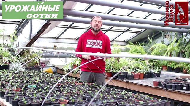 Не ВВЫСЬ, а ВШИРЬ! Бесплатный и простой способ заставить рассаду перестать тянуться вверх