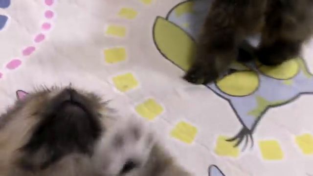 Щенки Шпица 4 недели Лепота.