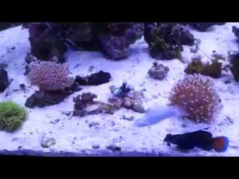 Моллинезия Велифера в МОРСКОМ РИФЕ