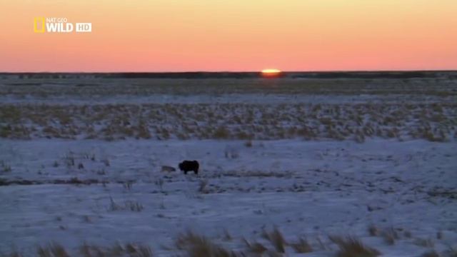 Дикая Канада. Часть 3. Центральная Канада