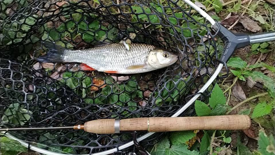 Десна. Микро-воблеры утром 13 сентября 2024 года