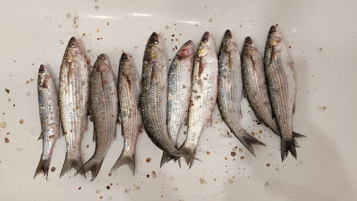 Бешеный улов кефали на Азовском море