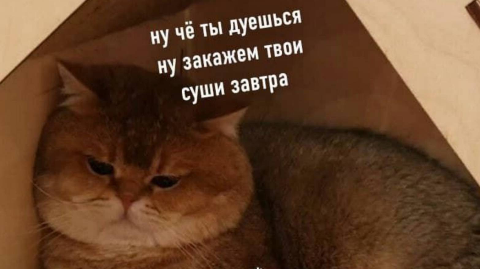 приколы с котиками 5 часть