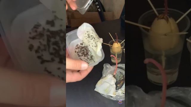 #авокадо #манго #киви #avocado #mango #kiwi