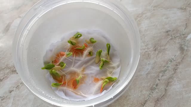 Как мы проращиваем семена огурцов