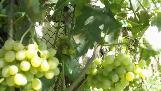 60 - ПИЩЕВАЯ СОДА ЗАЩИТИТ НАШ ВИНОГРАД ОТ ОИДИУМА СЕРОЙ ГНИЛИ ПОВЫСИТ САХАРИСТОСТЬ И УНИЧТОЖИТ ГУСЕН