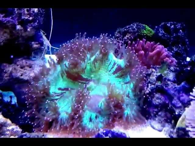 Первое видеоТорпеды