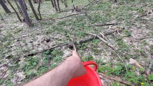 Открыл грибной сезон! Сморчки! Природа леса! Весенний лес, на природе