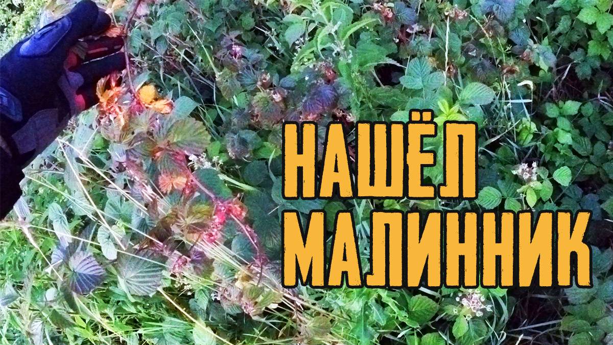 Поехал кататься на мотоцикле и нашёл малинник