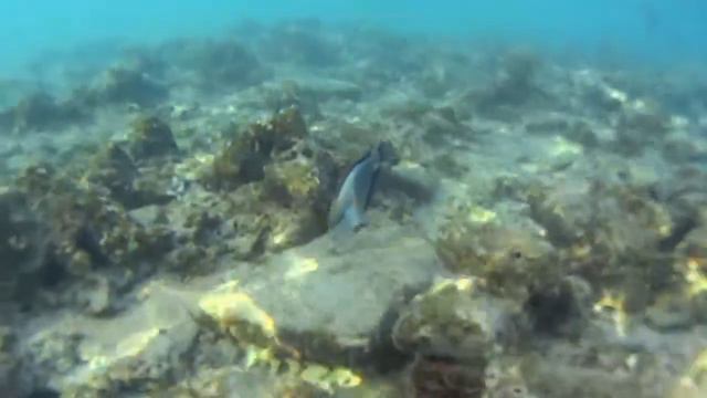 Кронберг канал