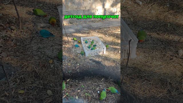 Попугаев в Тайгане будет много🤭👍