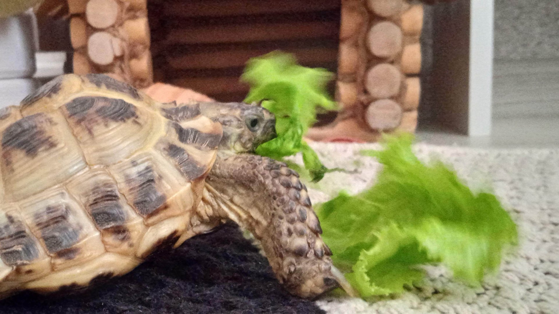 Тишка ползёт