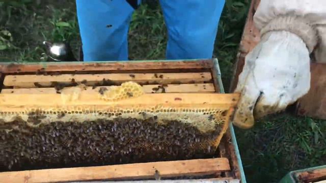 На пасеке 2018 г.