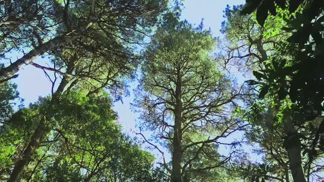 Звуки природы | Пение птиц | Исцеление | Релаксация