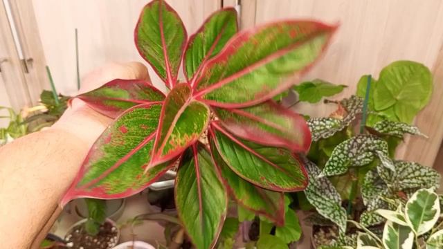 Мои зелененькие и пёстренькие🌿🌿🌿