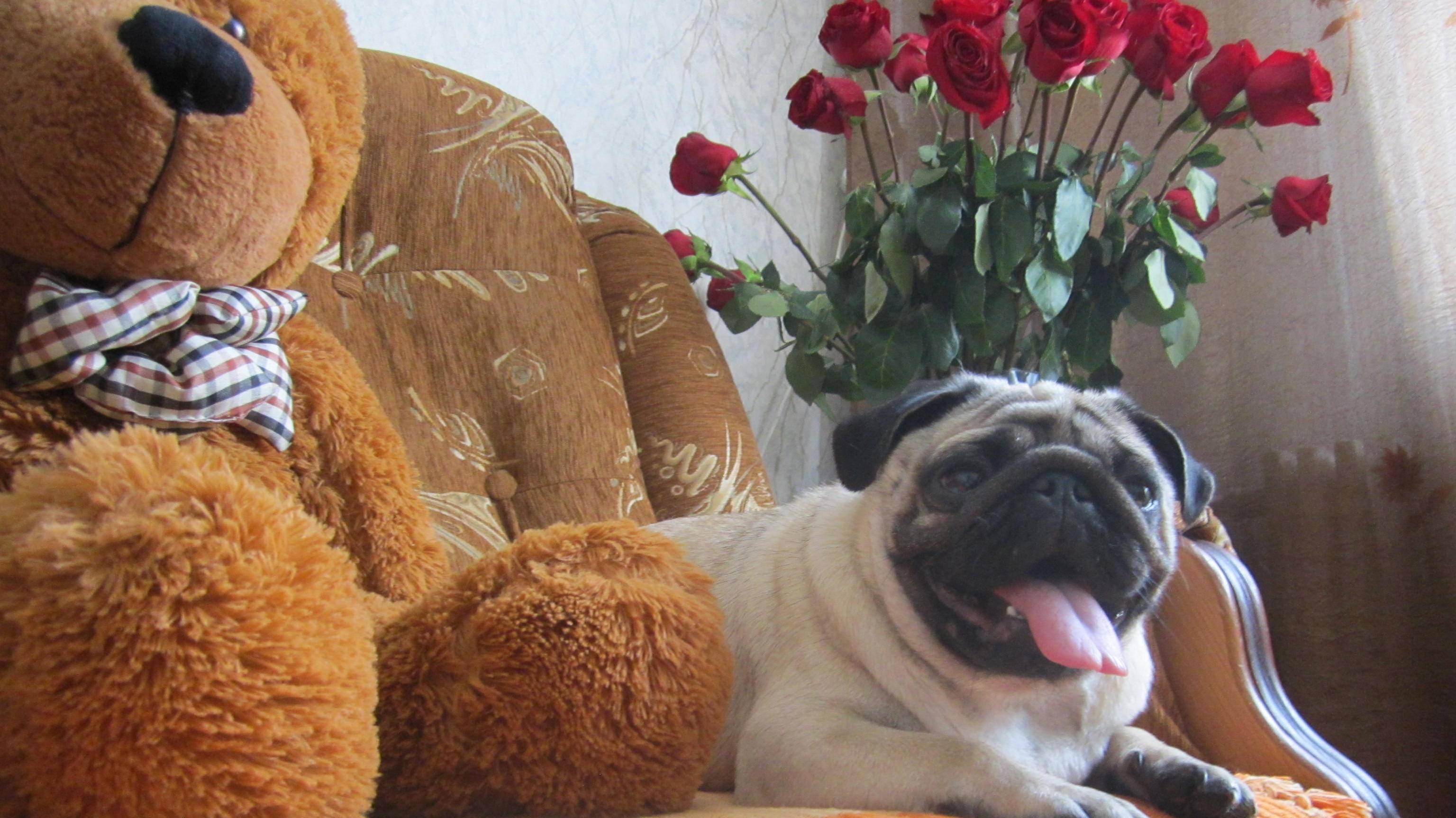 День Рождения.....один месяц#Мопсы