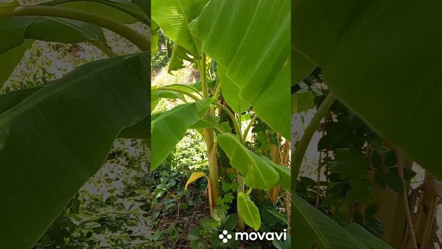 ❗Банановая пальма 🌴 Кемер. Турция❗ #shorts #short #nature #banana #природа #shortsvideo #funny