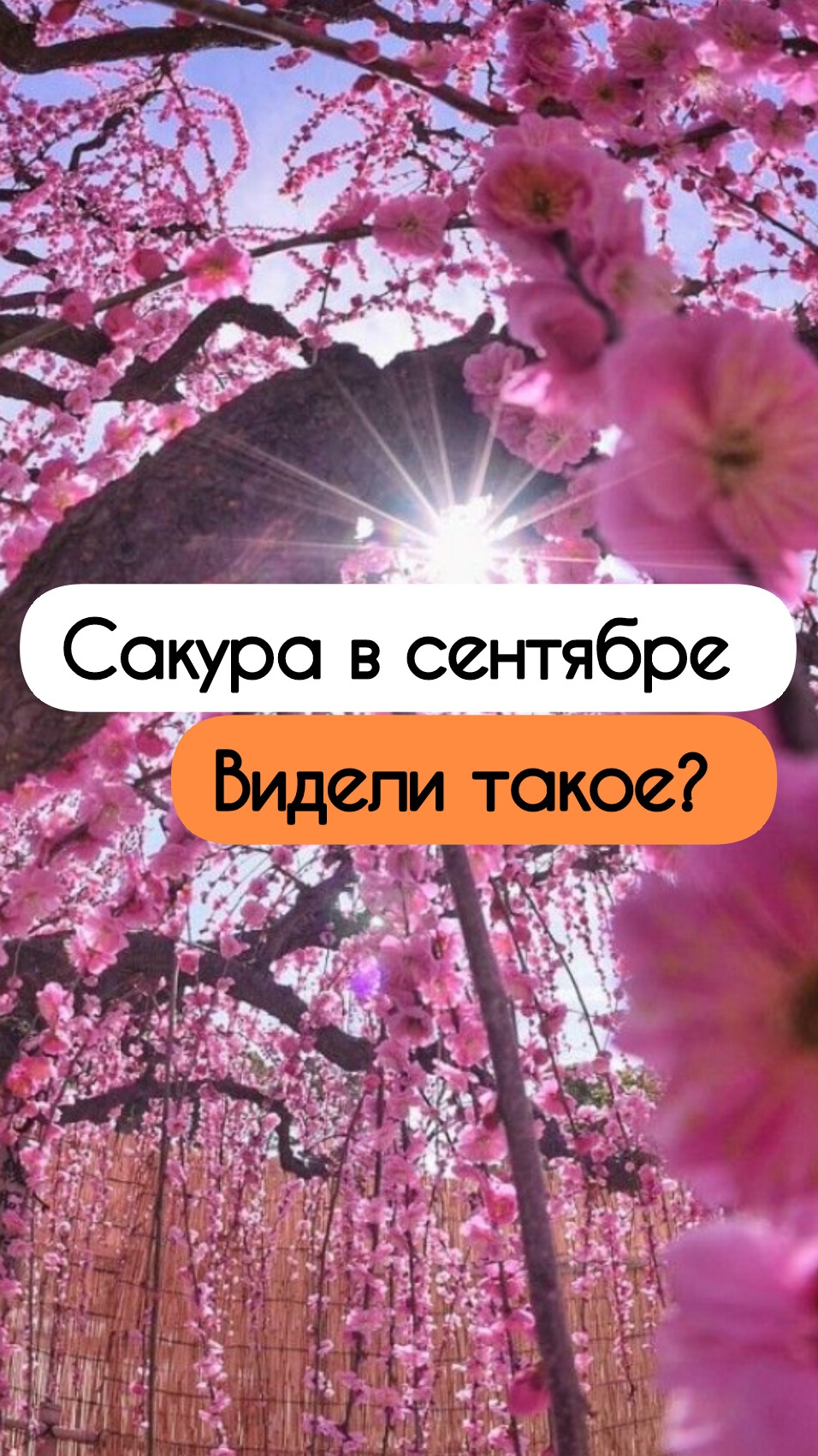 Сакура в сентябре #юмор #прикол #шутка #смех