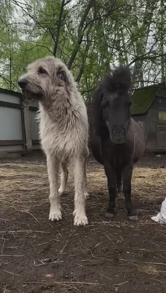 Мы с товарищем вдвоём