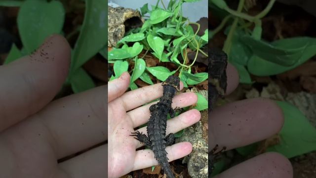 Крокодиловые сцинки