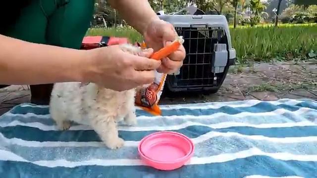 Бездомного Щенка накормили, помыли, что ему еще для счастья нужно.