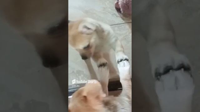 Каким же был мой пушистики #маленькой  #лапочкой  #shorts (1)