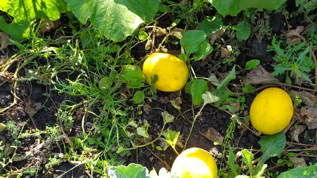 Вот такие дыни выросли на даче