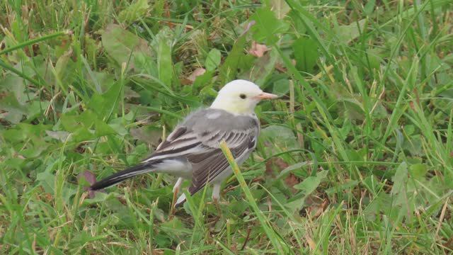 Трясогузка белоголовая_#3, Крылатское, 19 сентября 2024