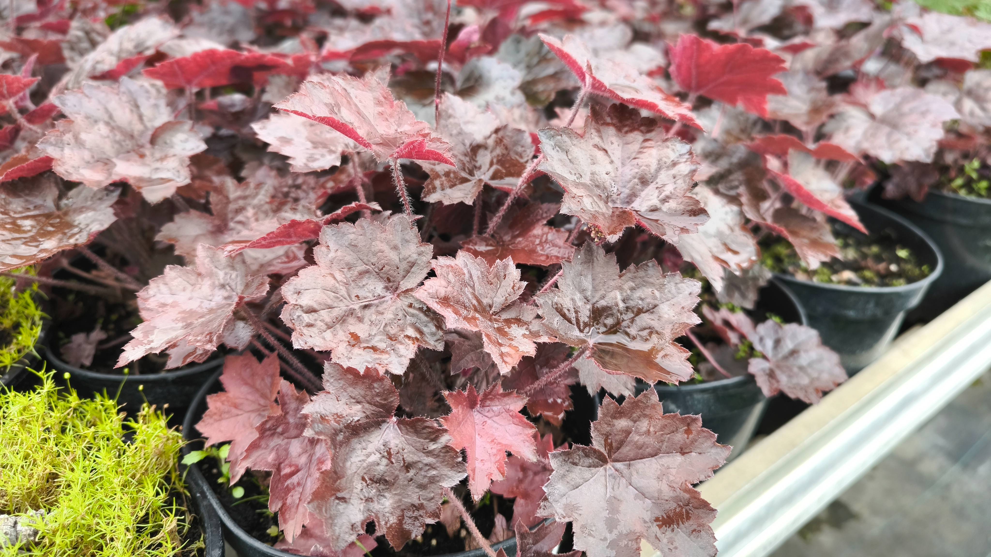 Многолетники со скидкой 30%