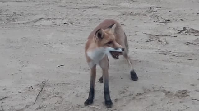 К нам пришла лиса на рыбалке.