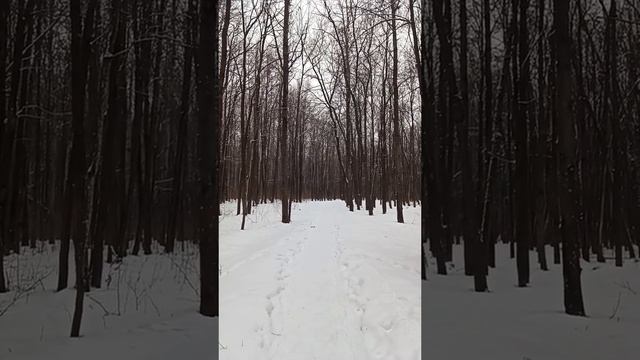 Снег.лес.дорога.#745