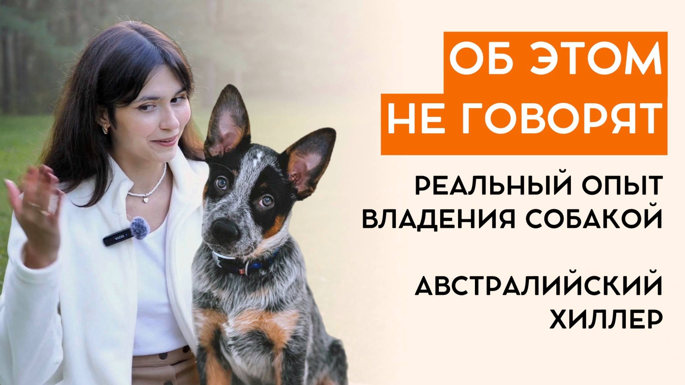 Австралийский хилер, делимся опытом владения собакой из первых рук.