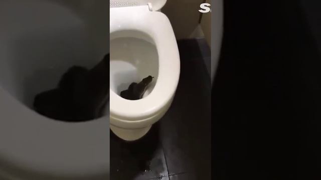 смотри куда садишься_