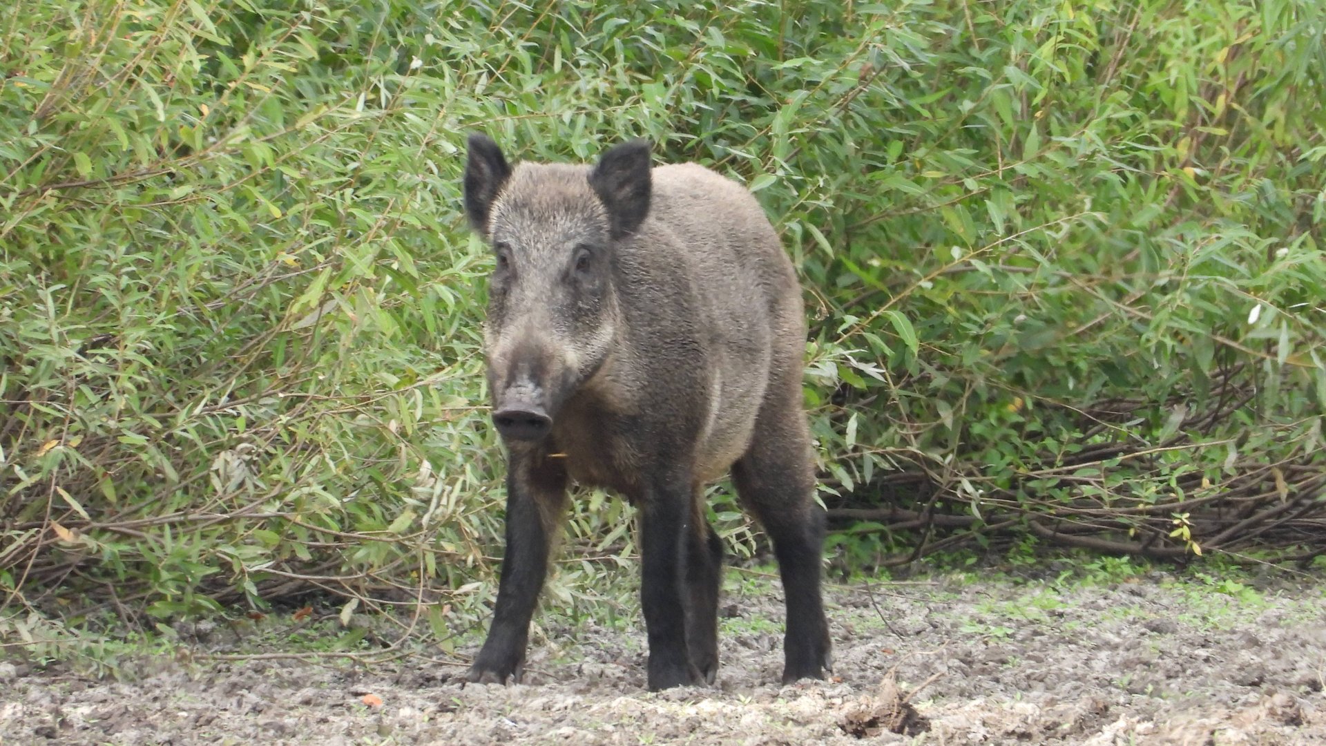 Кабаны на рыбалке