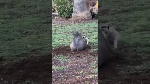 Хакуна матата