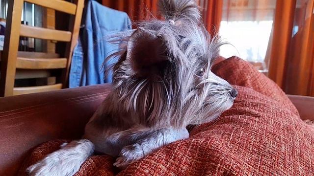 Шокомерлейорк Мася