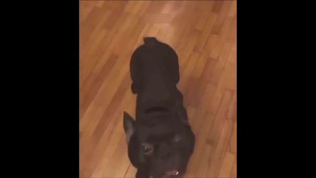 прикольные котики 6 часть