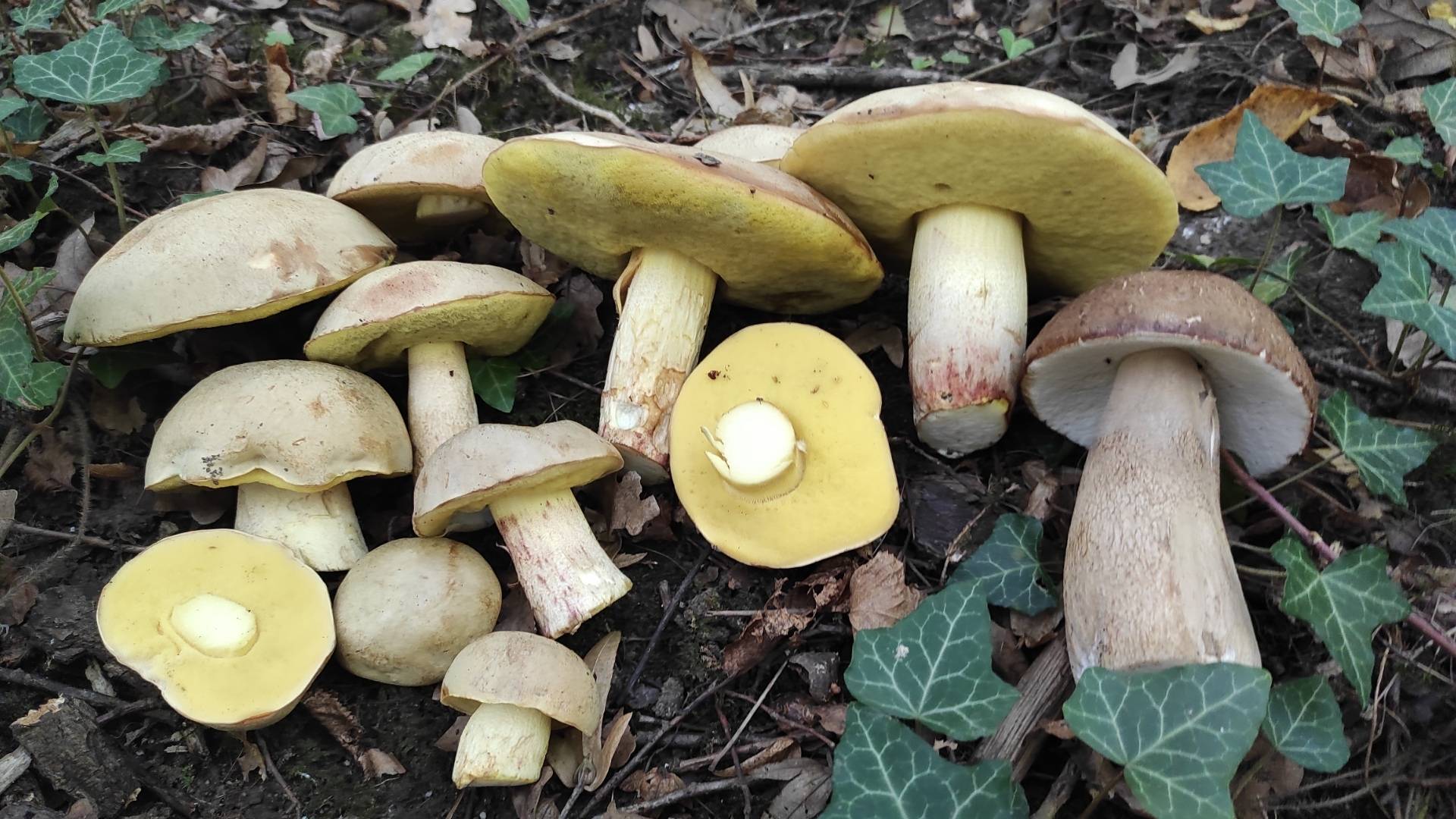 Открытие осеннего грибного сезона в Крыму 2024