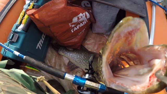Трофейная рыбалка на хищную рыбу.
