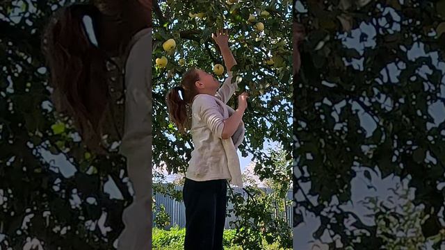 Экстремальный сбор яблок. Я теперь Джоли, но губа болит, конечно))