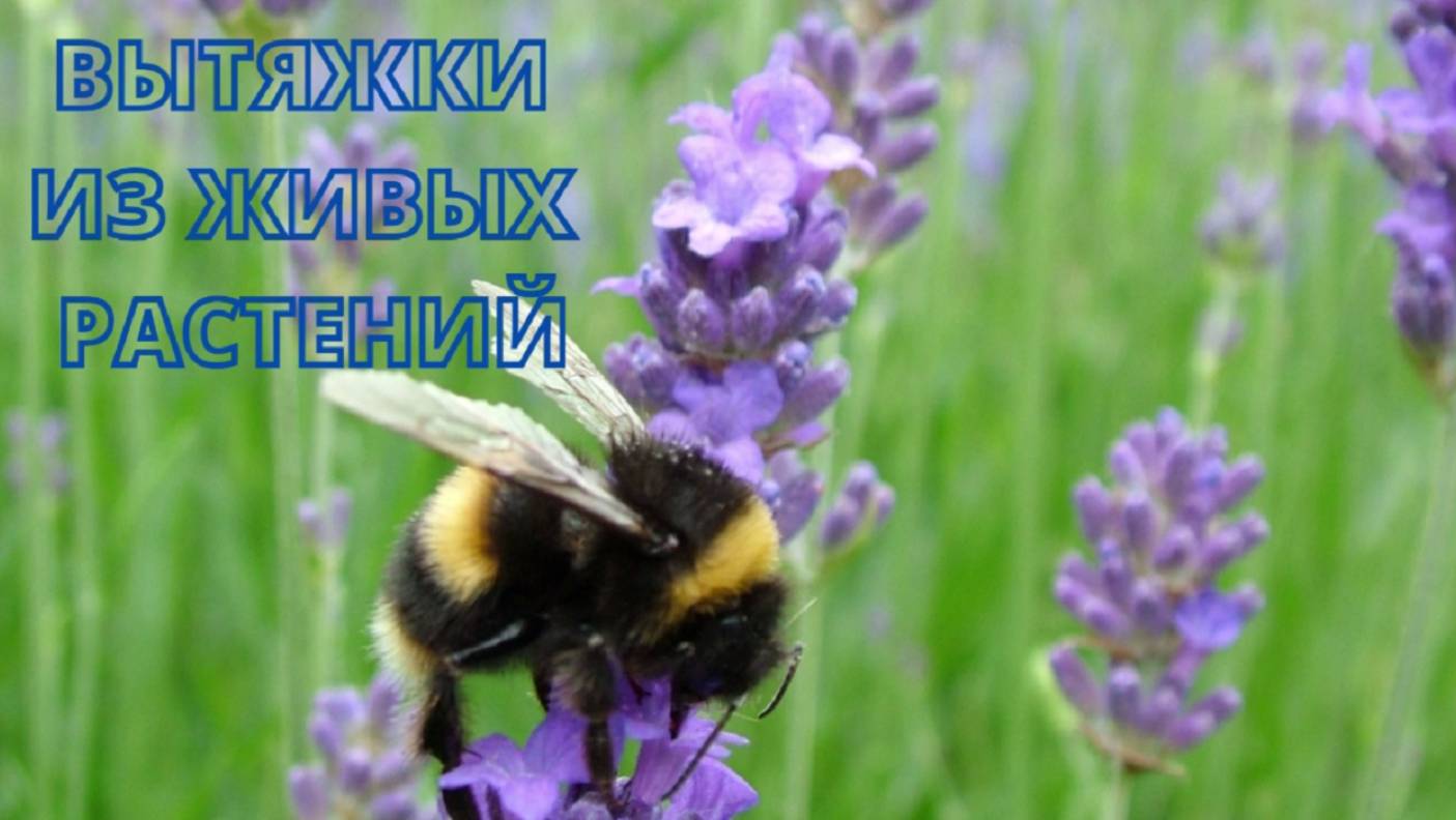 Оздоровление Золотым потоком. Отзывы на теорию и практику Русака Леонида Васильевича, народного целителя.