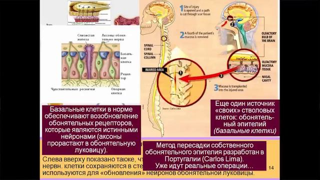 Лекция 11. Мозг и алкоголь. Курс_ Химия мозга.