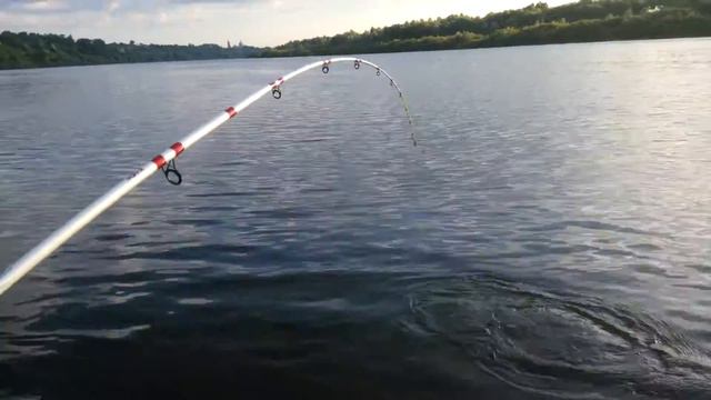 Вываживание сома 18кг 130см на лёгкую снасть.июнь 2016г.