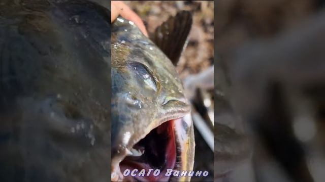 #озероТихоеСоветскоГаванскийРайонКетаМысГыджу