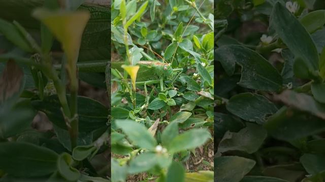 клип под песню "Саранча" Ирина Кайратовна