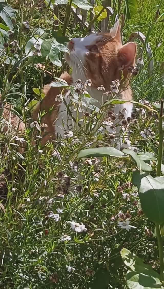 Любознательный котик