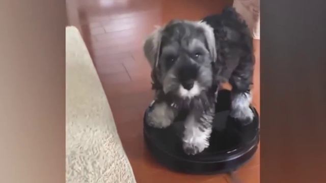 Смешные видео 2 .