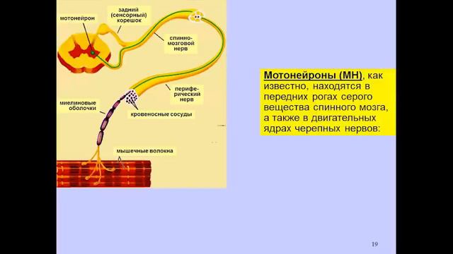 Лекция 4. Мозг_ ацетилхолин и его функции; никотин