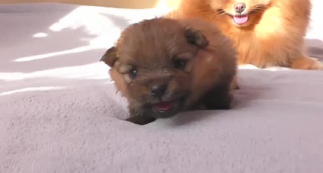 Щенкам Шпица 3 недели