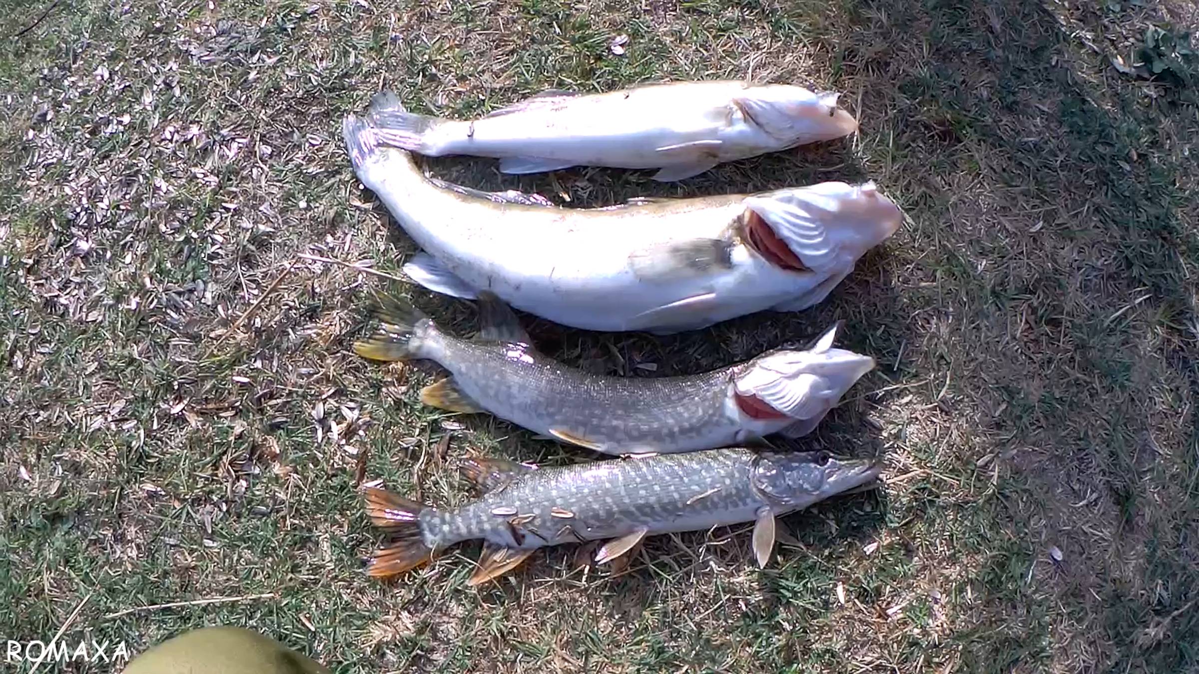 За хищником, в моё любимое место. Рыбалка с ночевкой.